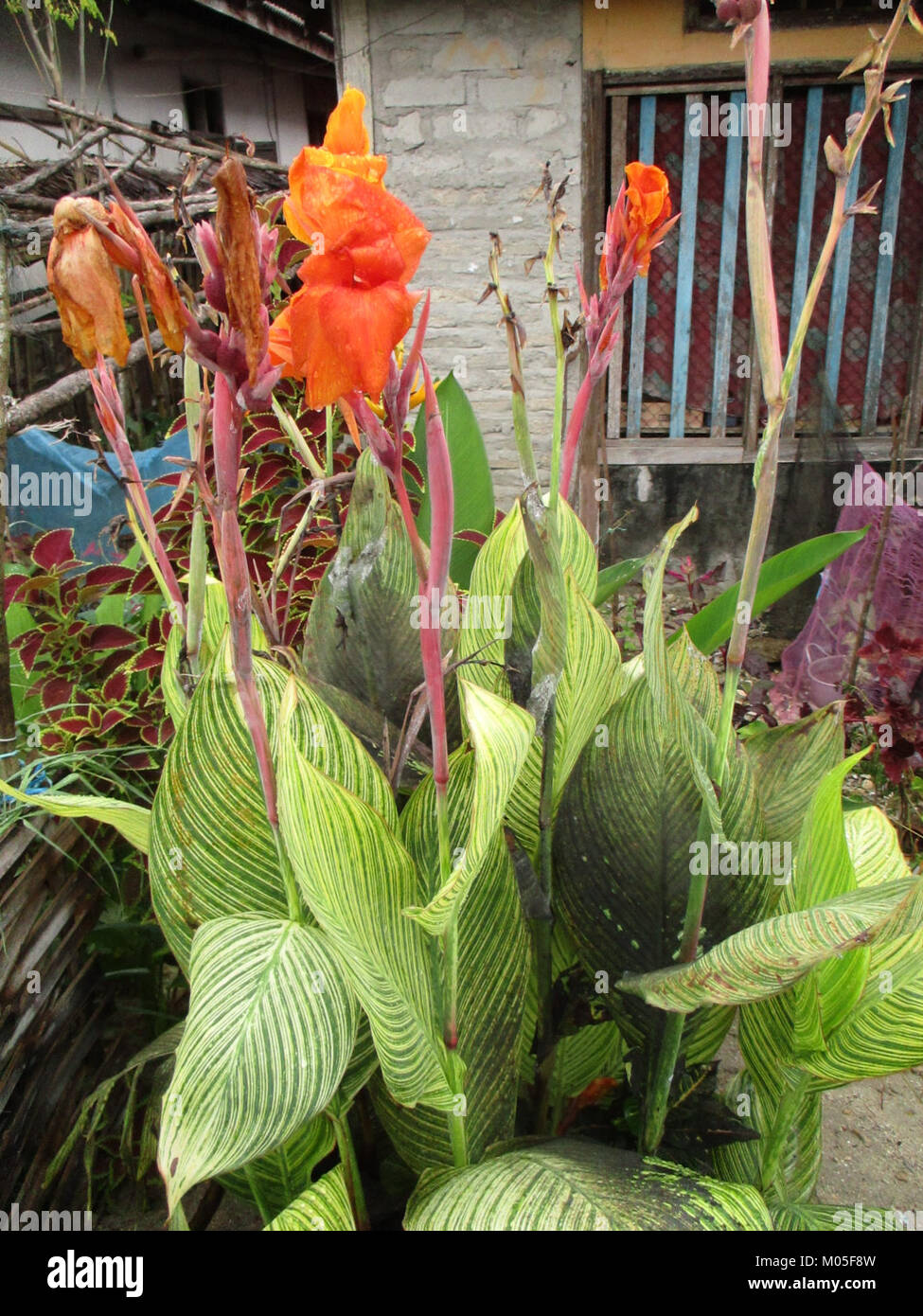 Canna is a genus of flowering plants known for its large, vibrant ...