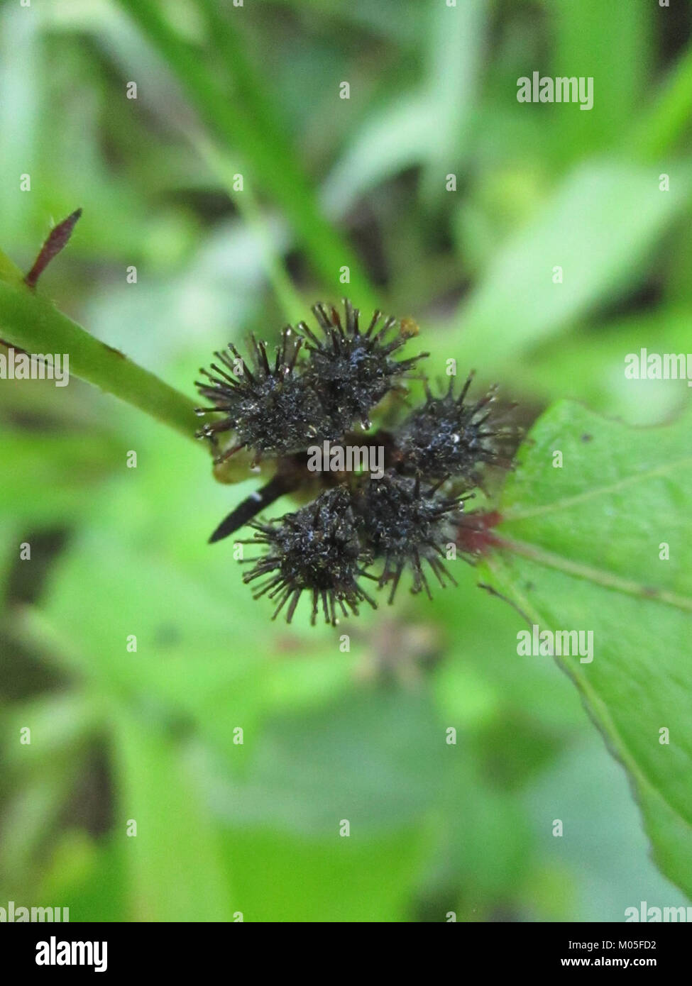 Fruit and resilience hi-res stock photography and images - Alamy