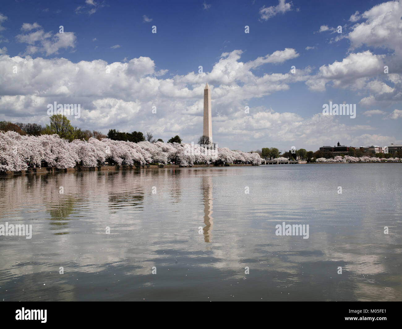 Tidal basin cherry trees hi-res stock photography and images - Alamy