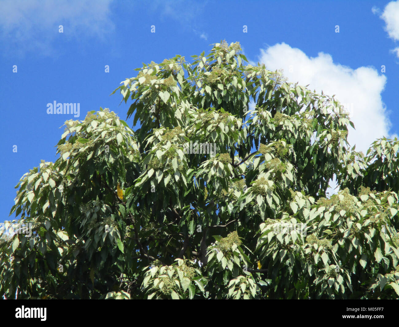 Well with crown hi-res stock photography and images - Alamy