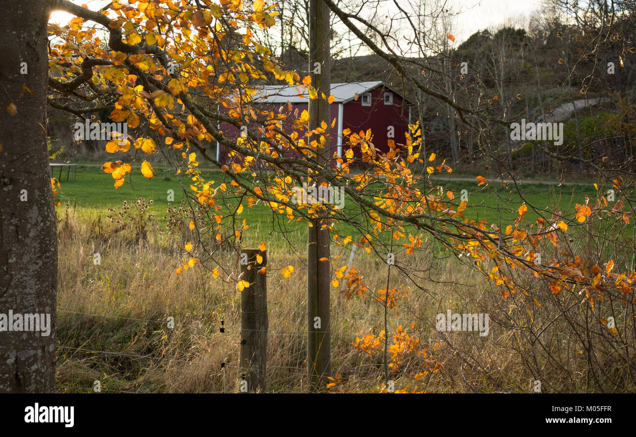 A bough on a beech tree in autumn showcases the beauty of nature during ...