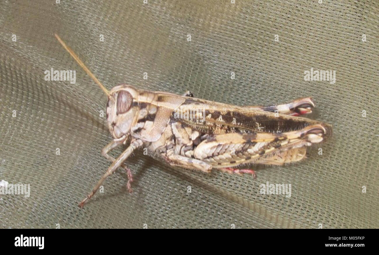 Calliptamus madeirae hi-res stock photography and images - Alamy
