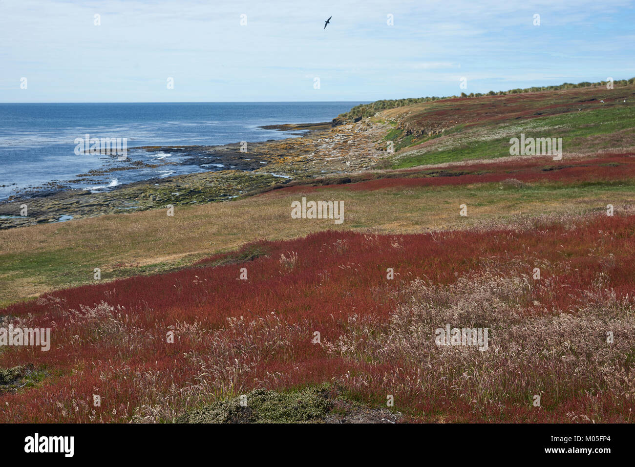 Colourfully grasses and lichens along the coastline of Bleaker Island ...
