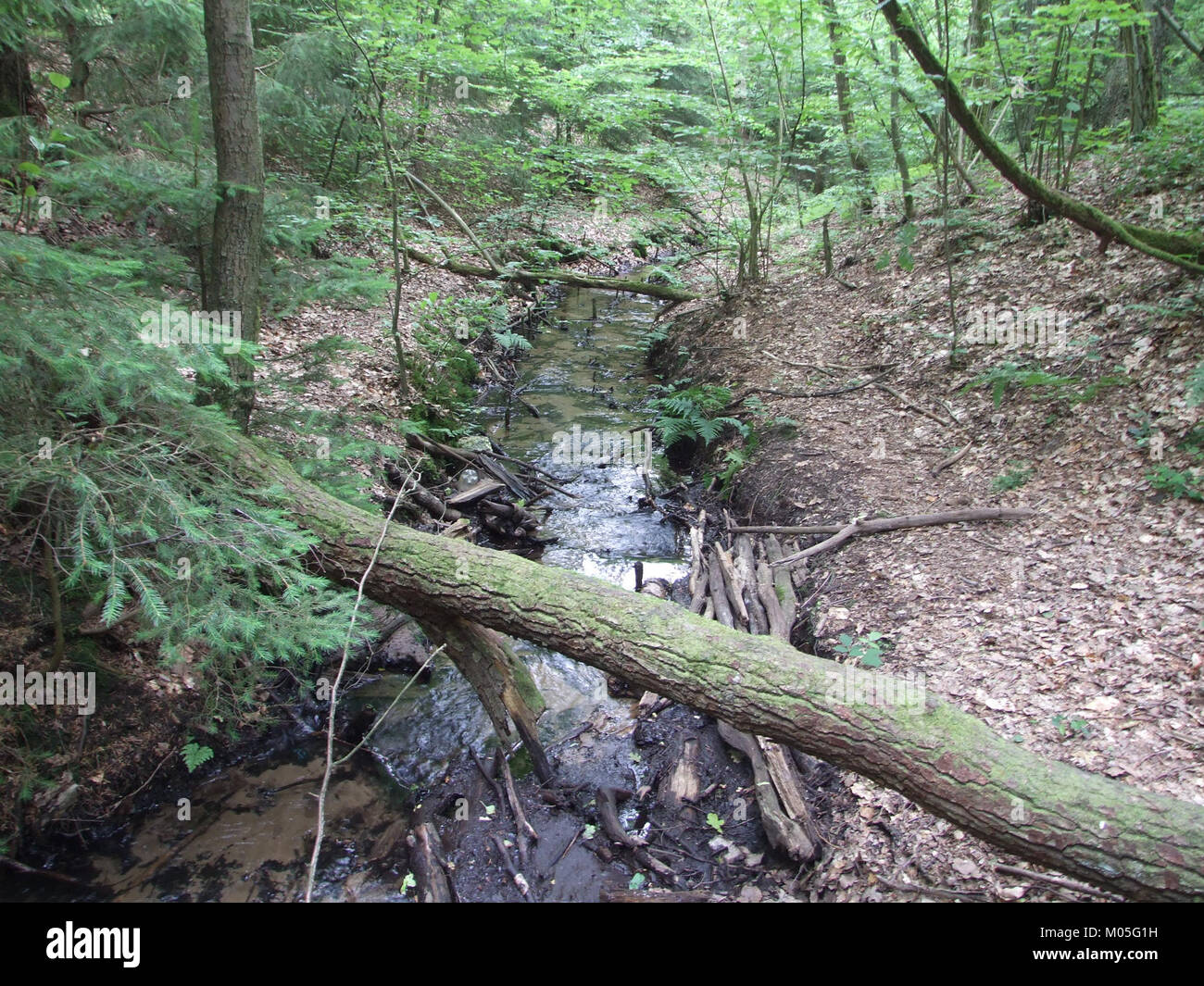 Bystry Potok, a location in Slovakia, possibly known for its natural ...