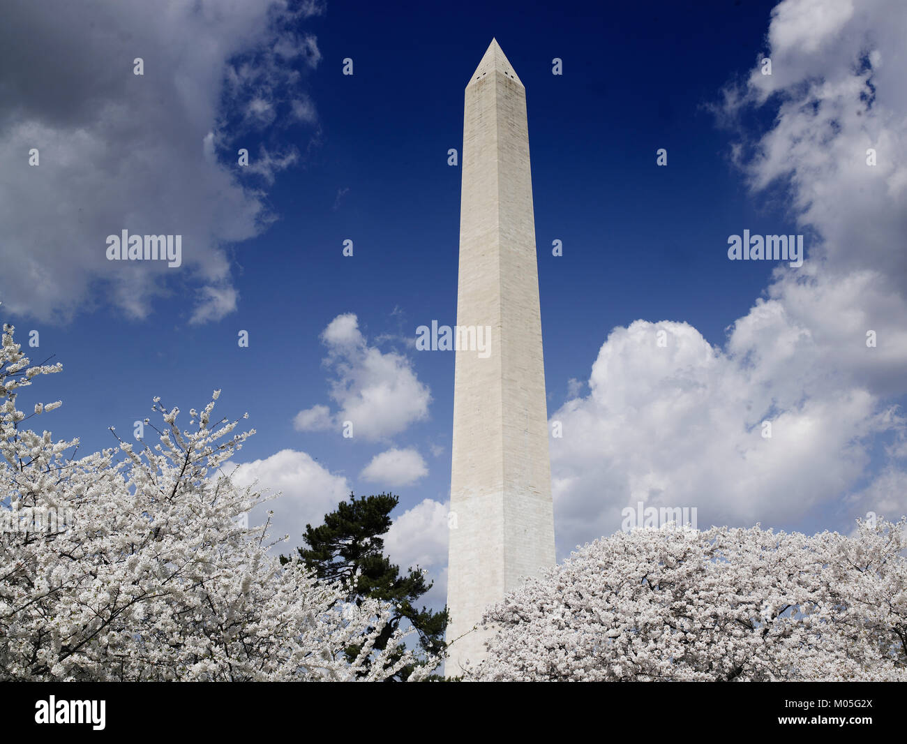 Washington Monument and cherry trees Stock Photo - Alamy