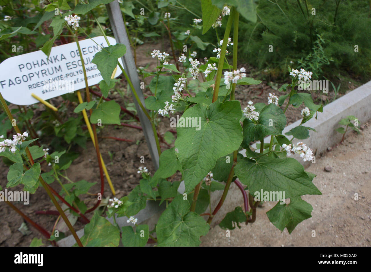 The Botanical Garden in Brno, located in Kravi hora, is a key ...