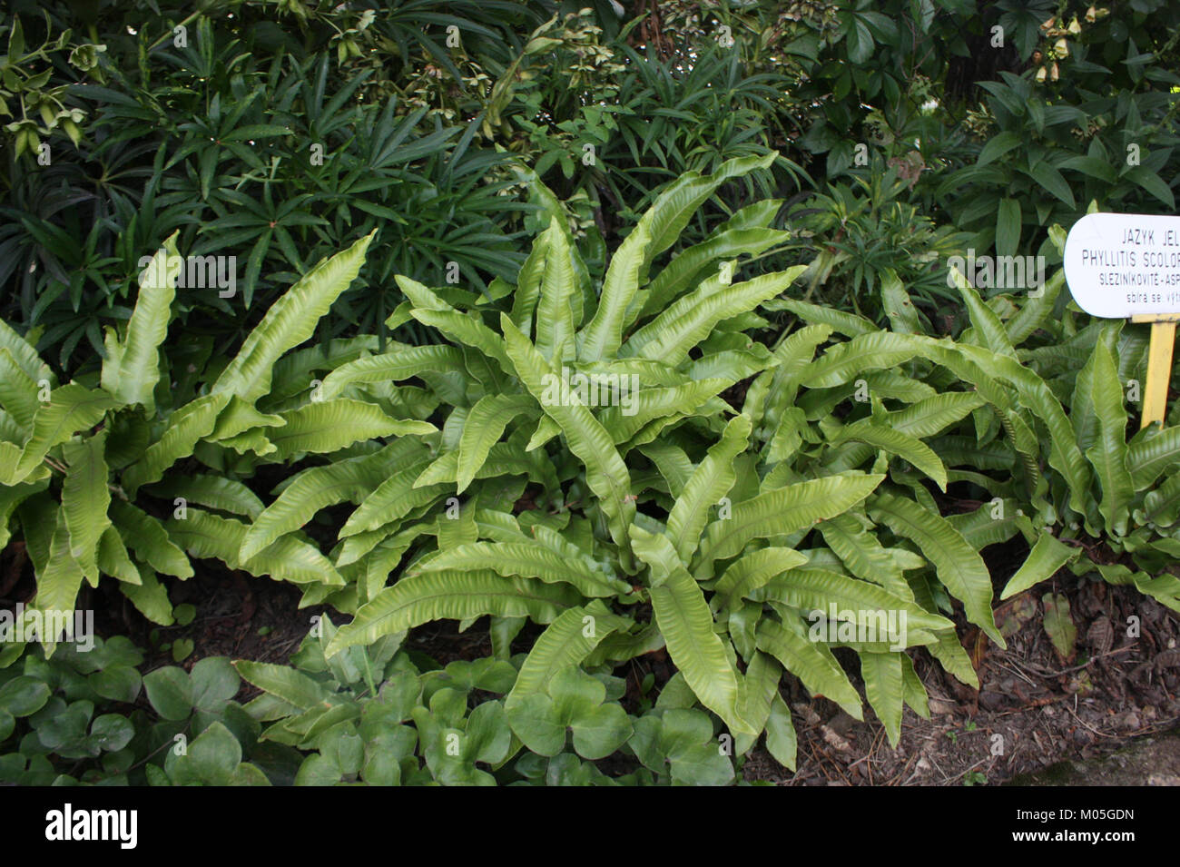 The Botanical Garden in Brno, located at Kravi Hora, is known for its ...