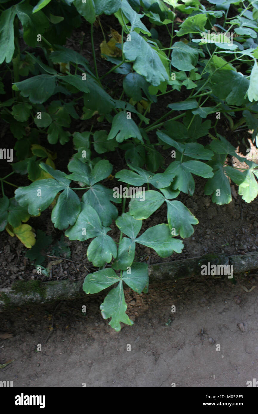 Located in Brno, Czech Republic, the Botanical Garden at Kravi Hora ...