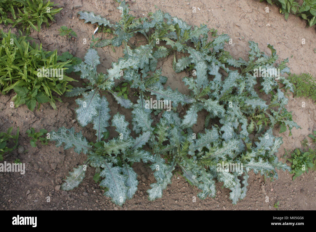 The Botanical Garden at Kraví hora in Brno, Czech Republic, established ...