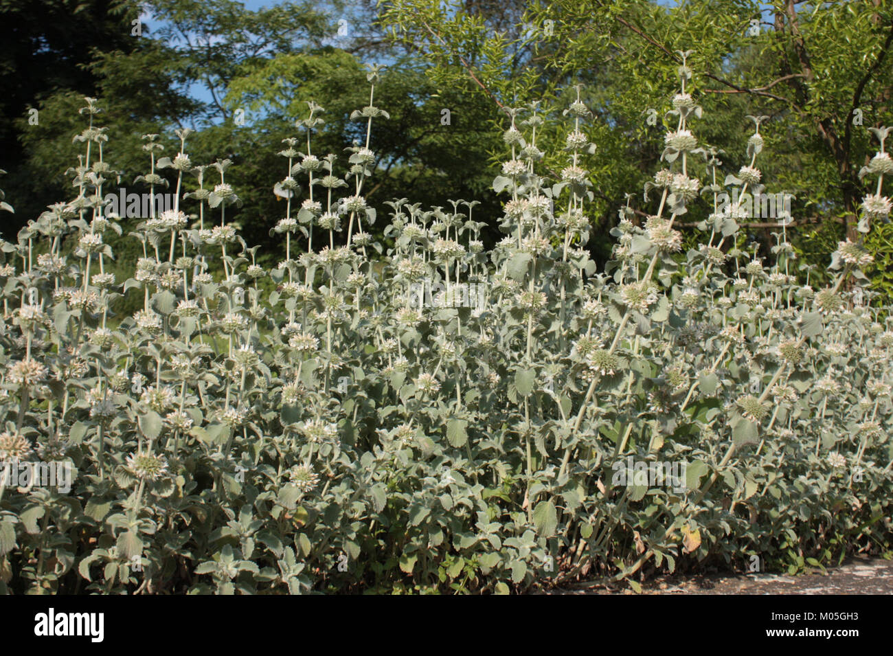 The Botanical Garden in Brno, located at KravÃ­ hora, is a popular ...