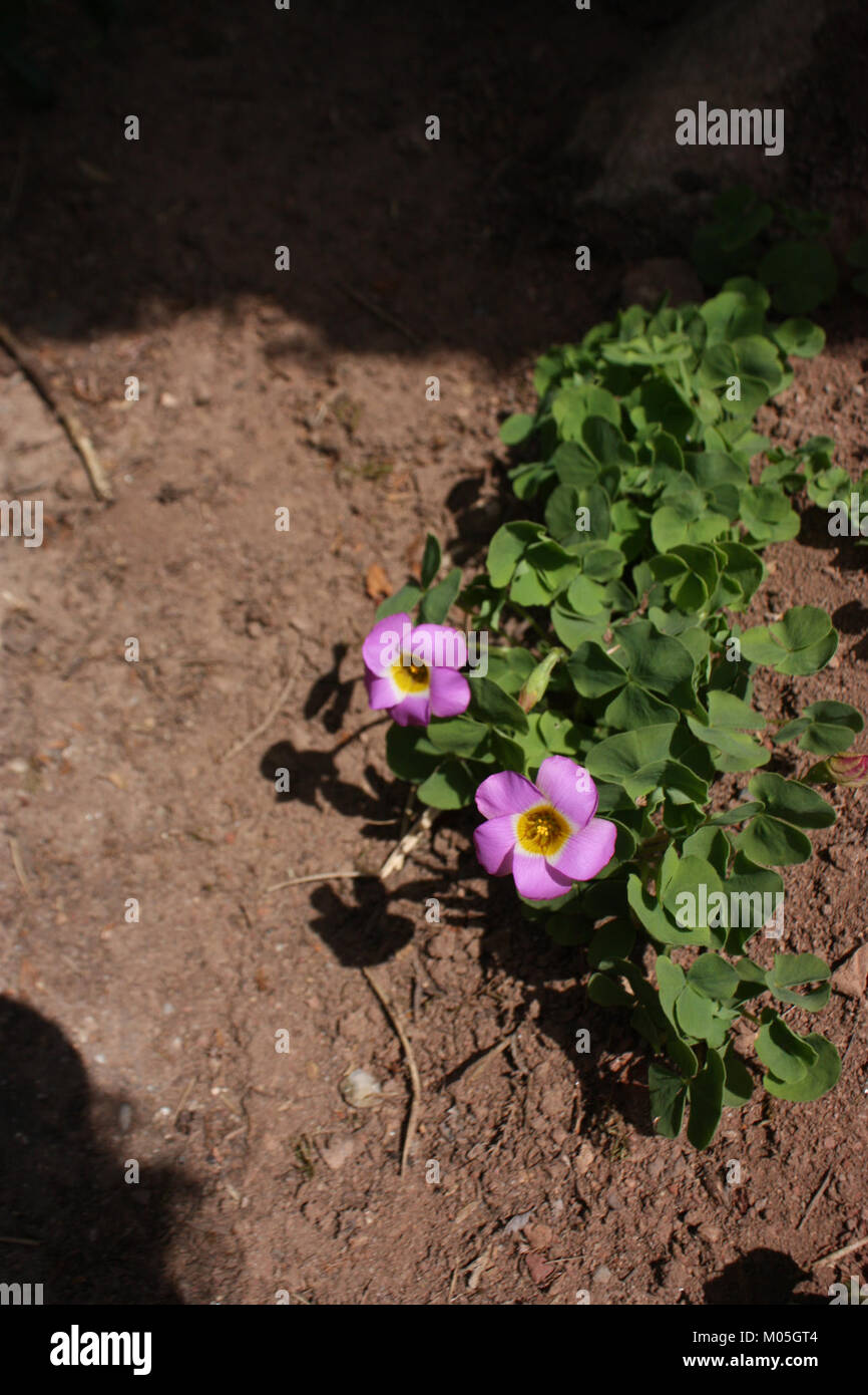 Borotín is a market town in the Tábor District of the South Bohemian ...