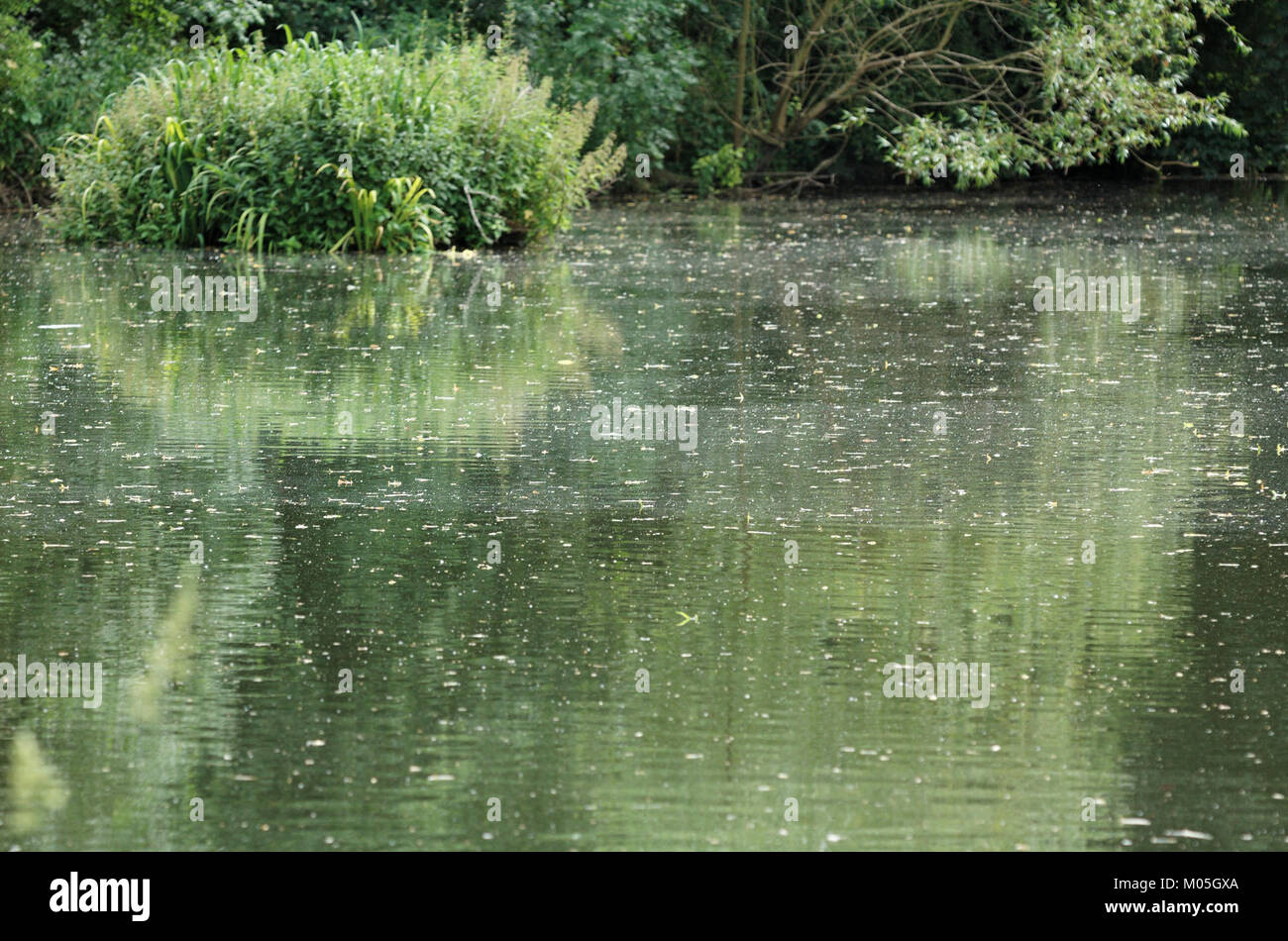 A photograph from Broad Colney Lakes, captured on June 21, 2005 ...