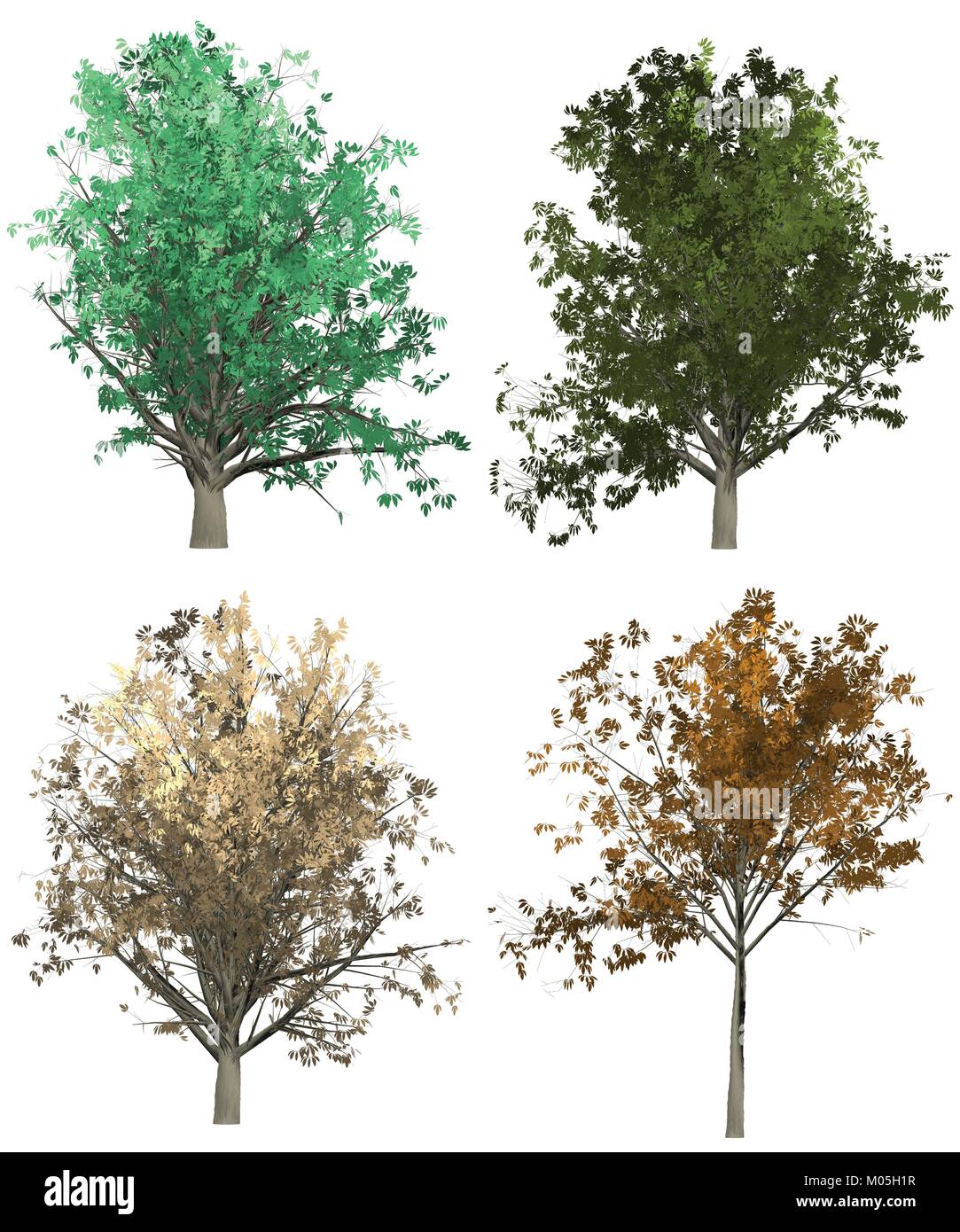 Ash tree branches Cut Out Stock Images & Pictures - Alamy