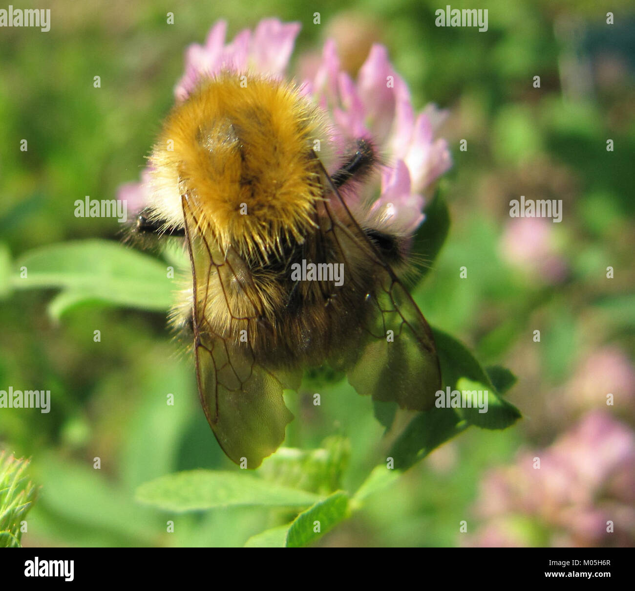 This historical bourdon bell is a notable example of medieval French ...