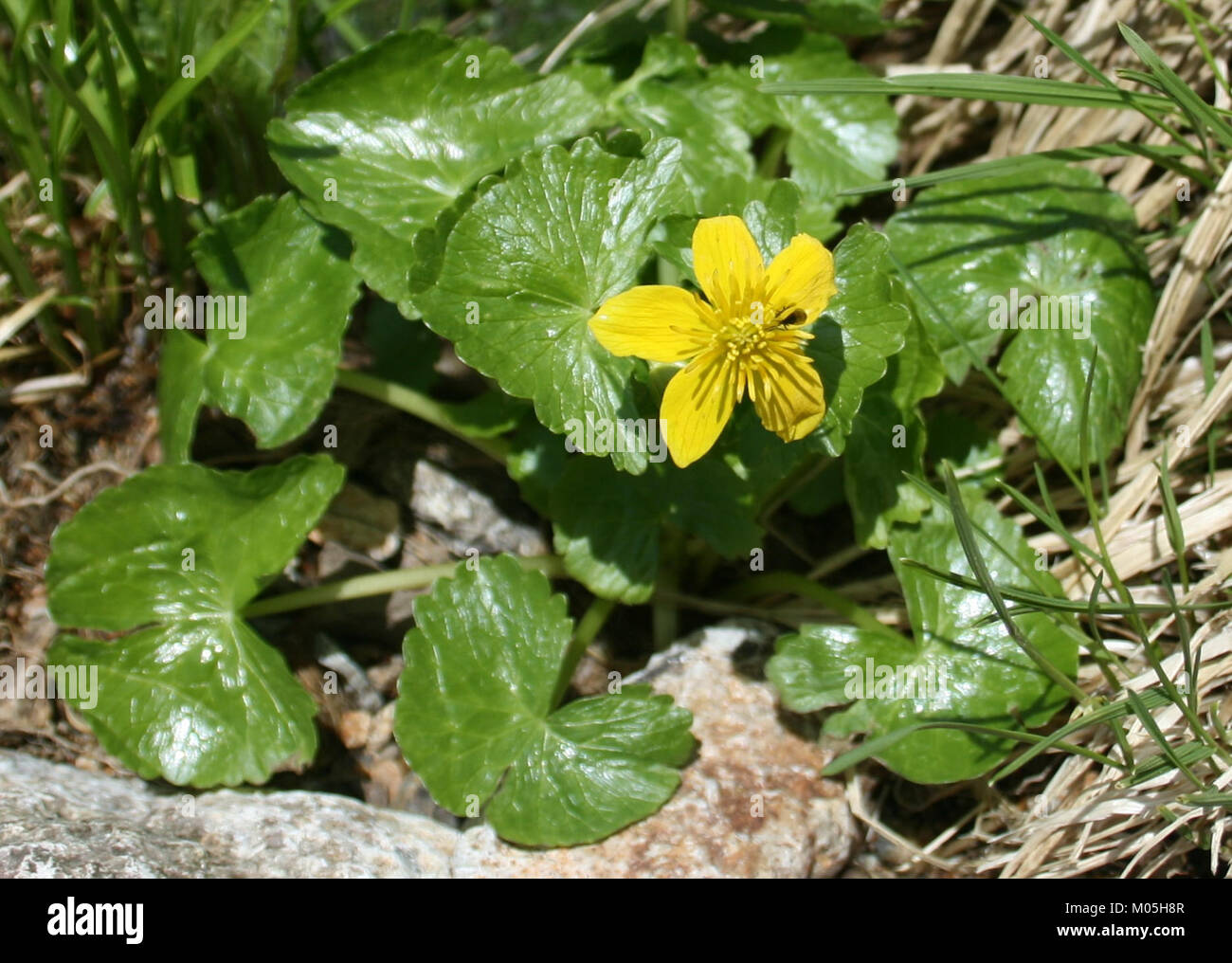 Yellow flowers caltha palustris hi-res stock photography and images - Alamy