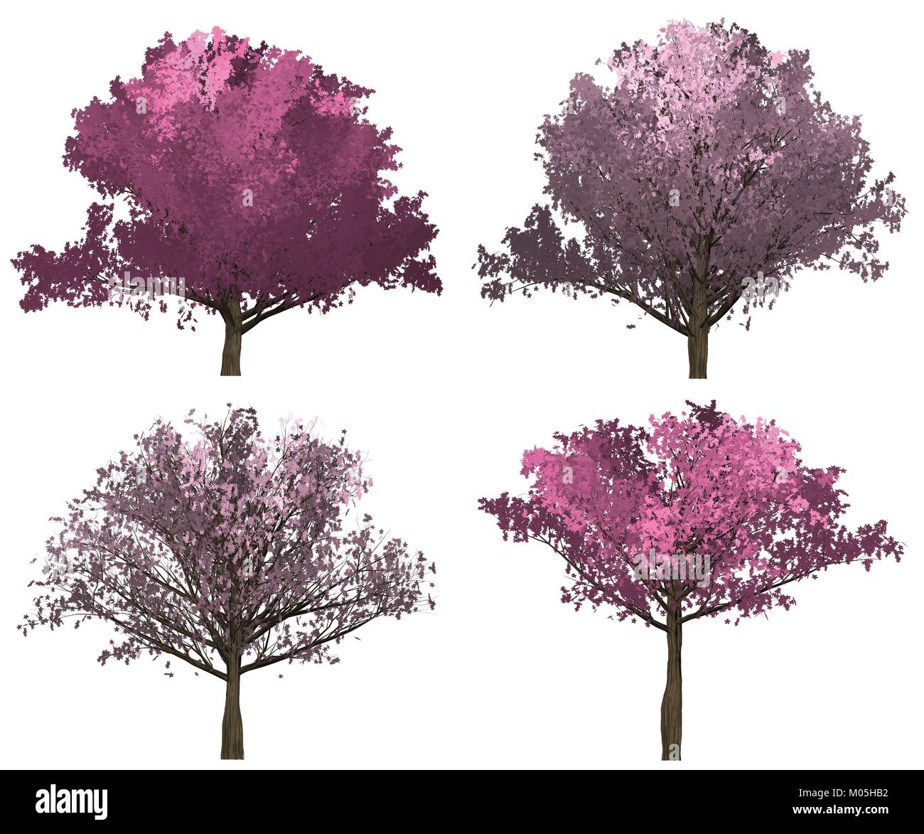 Evergreen cherry Stock Vector Images - Alamy