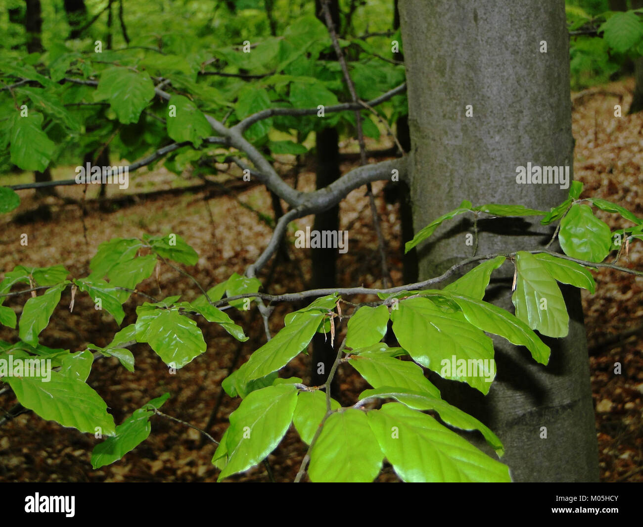 Buche12 refers to a photograph of a particular tree, possibly a beech ...