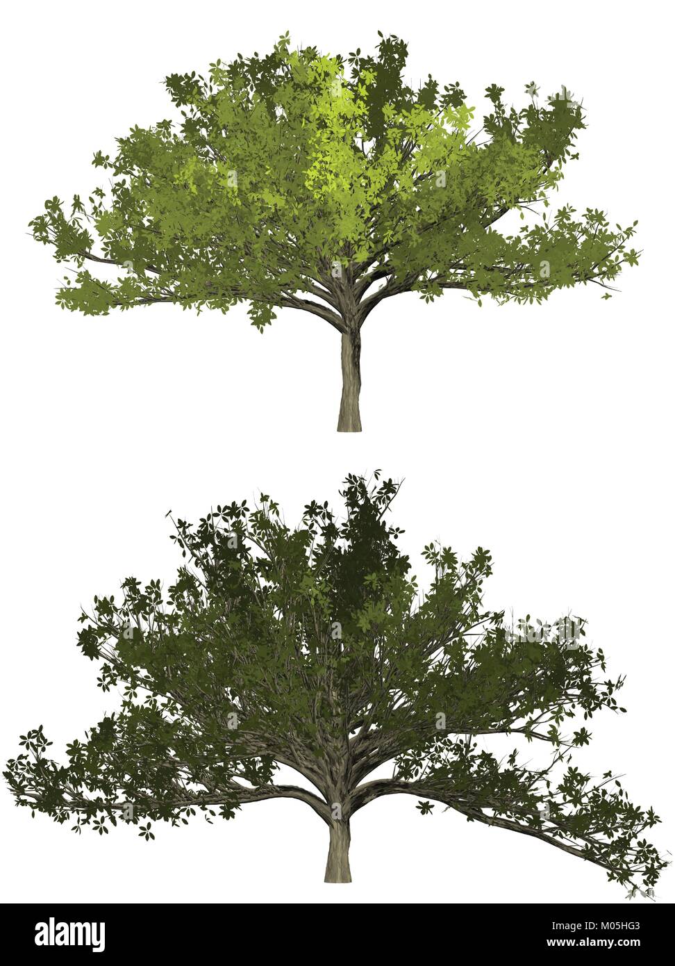 Ficus tree trunk Stock Vector Images - Alamy