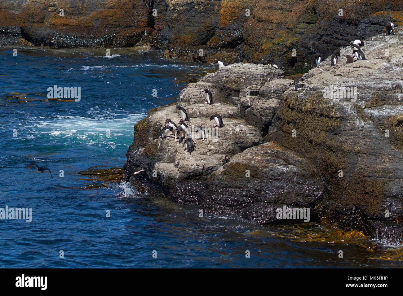 Rockhopper Penguins (Eudyptes chrysocome) heading to sea from a rocky ...