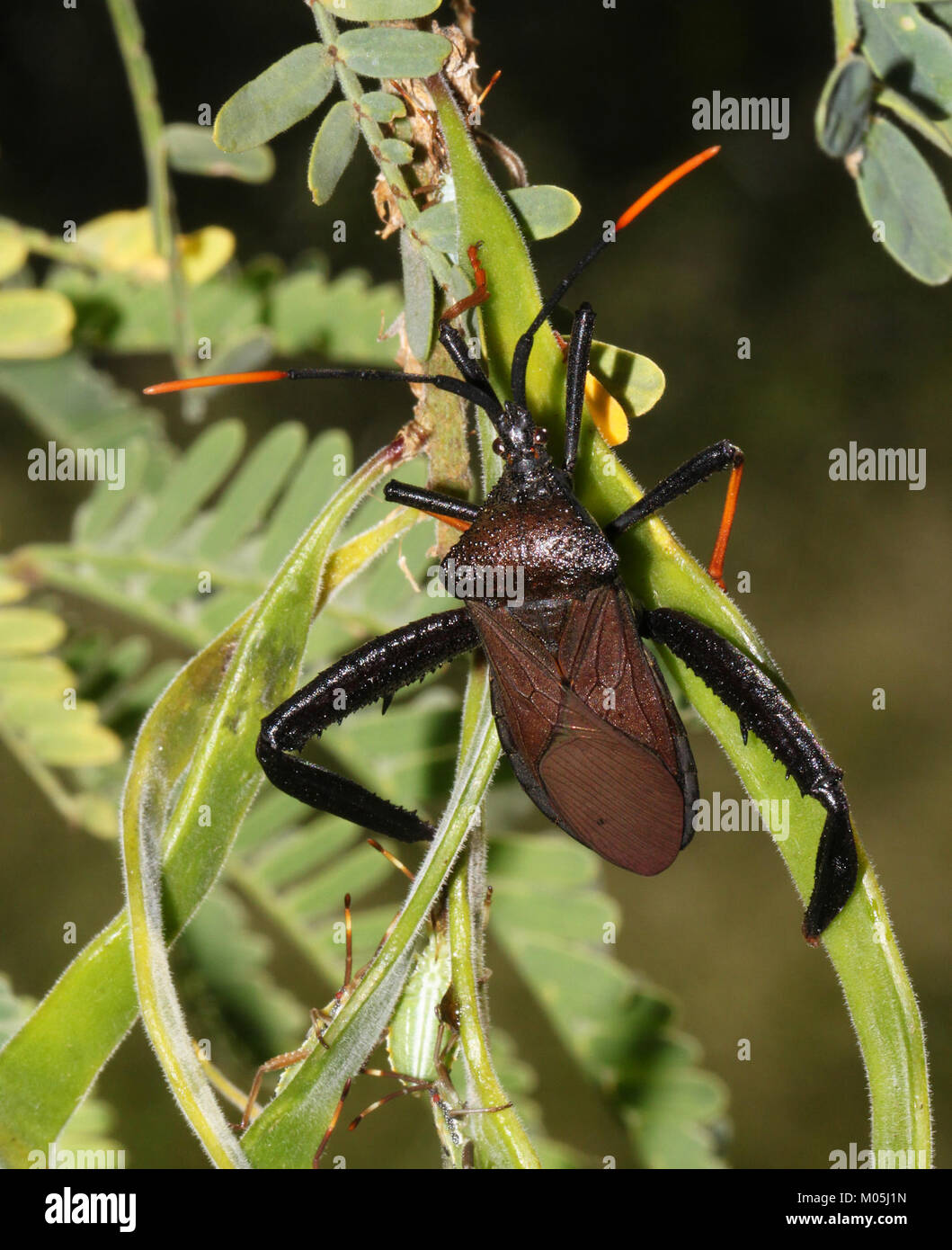 Giant agave hi-res stock photography and images - Alamy