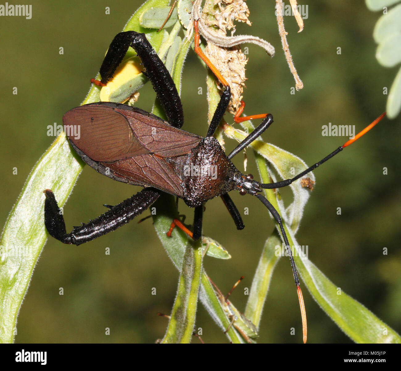 This image features the Giant Agave (Canthocephala thomasi) in French ...