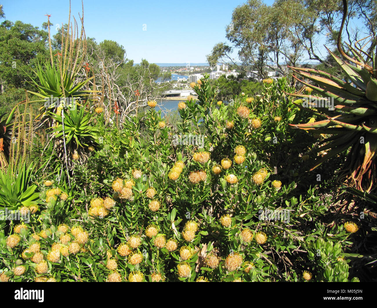 Lush bush filled colorful hi-res stock photography and images - Alamy