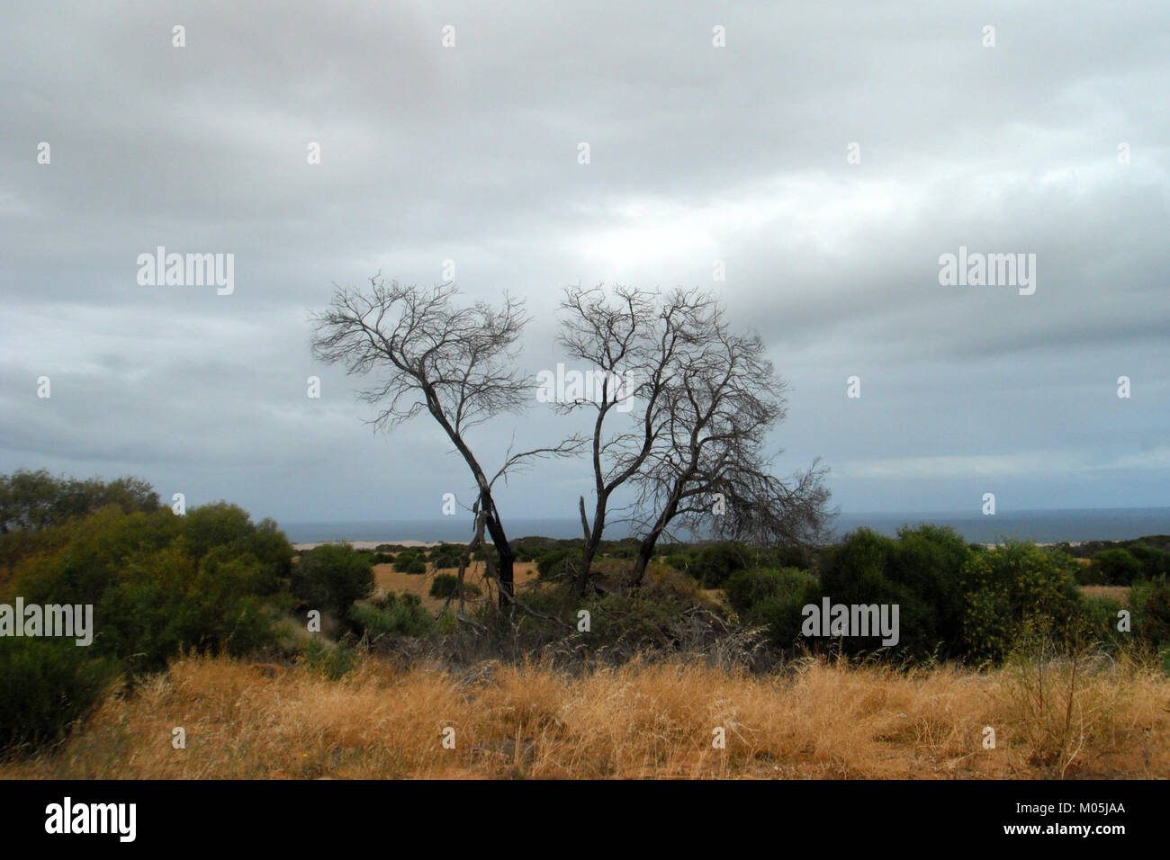 This image captures the vast and rugged landscape of the bush in ...
