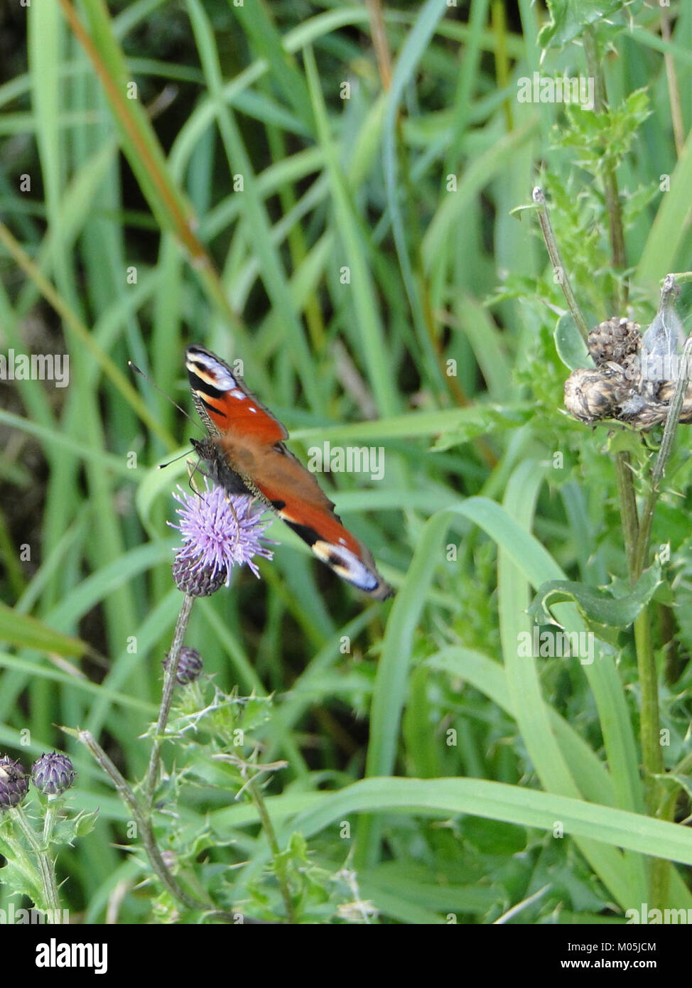 Buttefly hi-res stock photography and images - Alamy