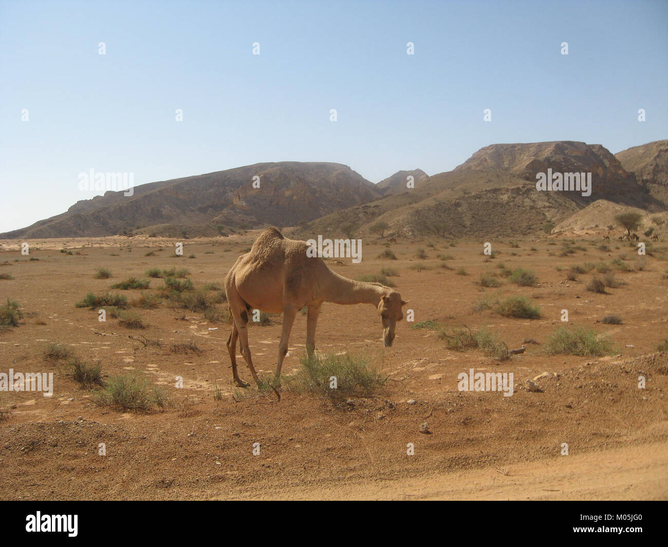 Arabian trade caravan hi-res stock photography and images - Alamy