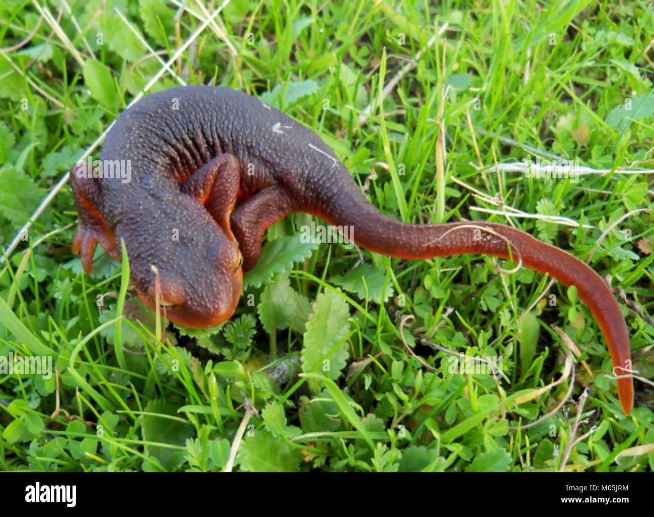 The California newt (Taricha torosa) is a species of amphibian native ...