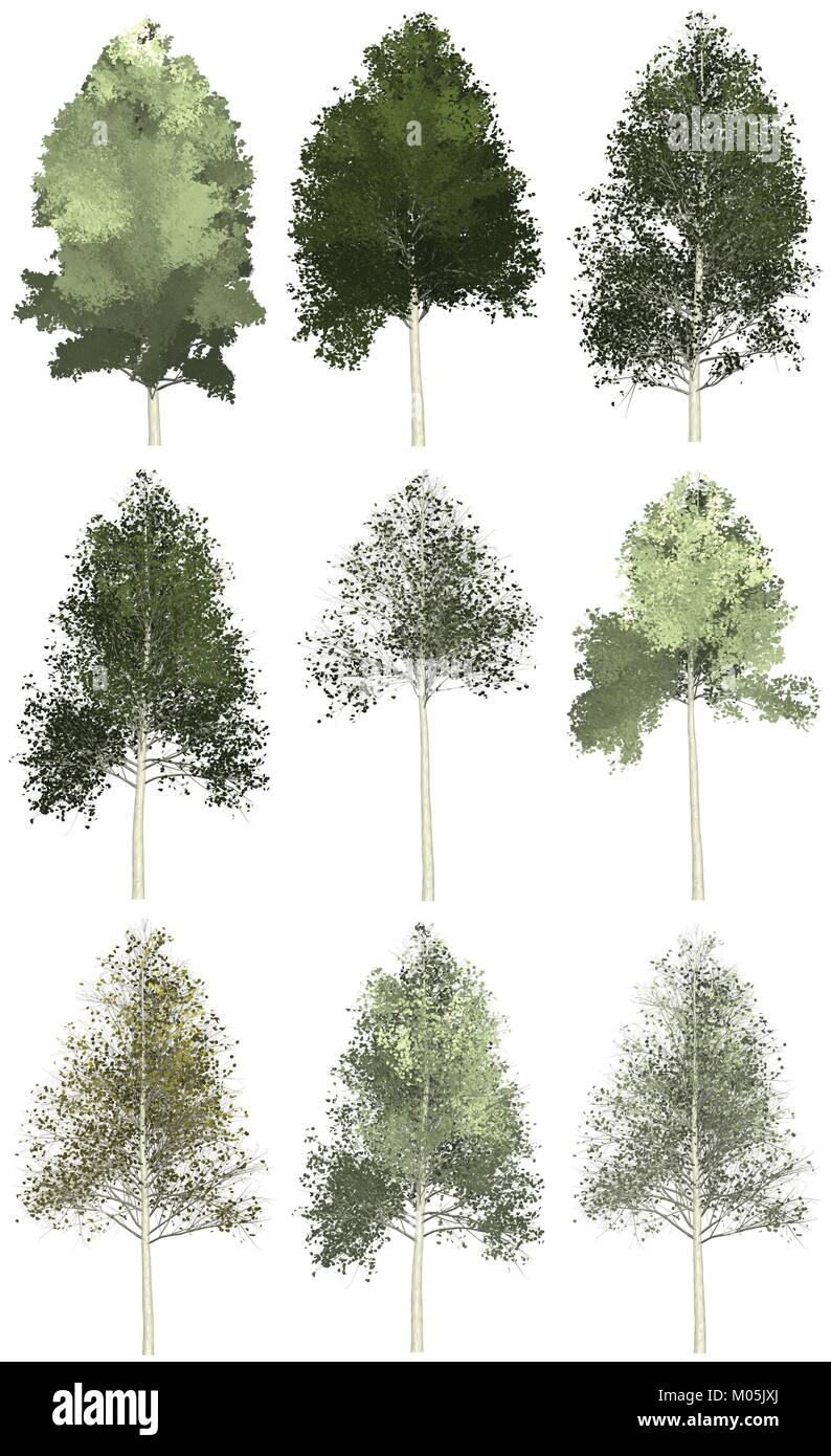 set of 9 painted green aspen trees vectors Stock Vector Image & Art - Alamy