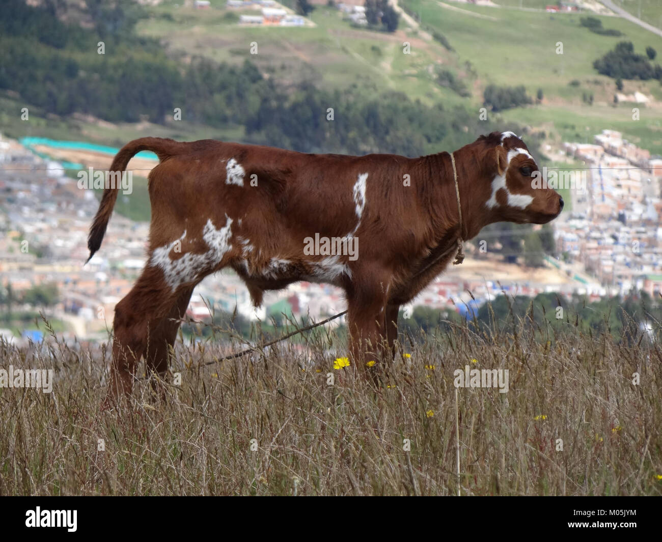 The calf of *Bos taurus*, commonly known as cattle, is a domesticated ...