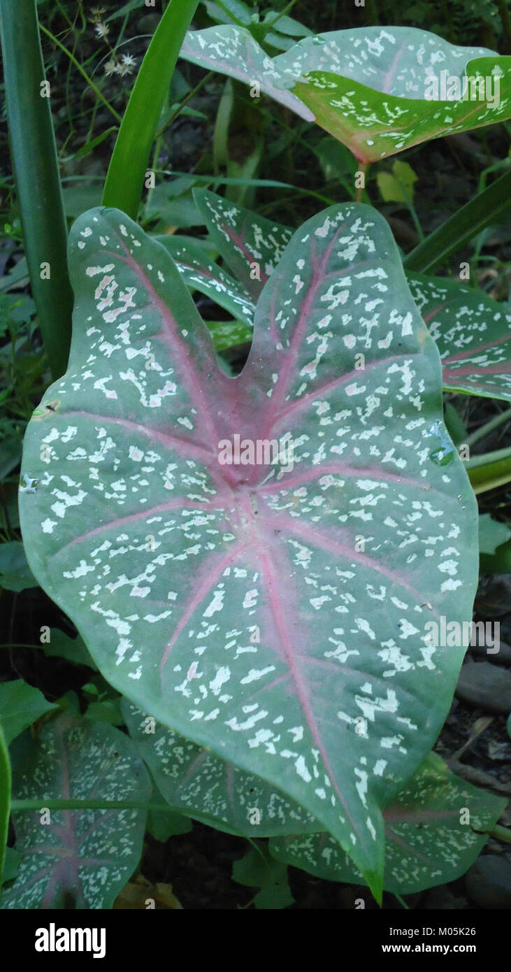 Caladium hortulanum, commonly known as the elephant ear plant, is a ...