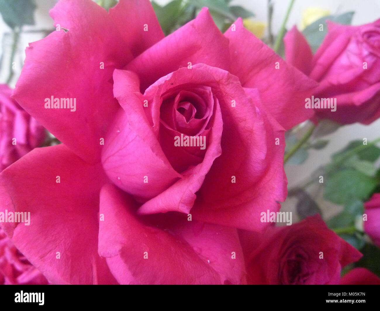 A photograph of a bright pink rose, displaying the vibrant color and ...