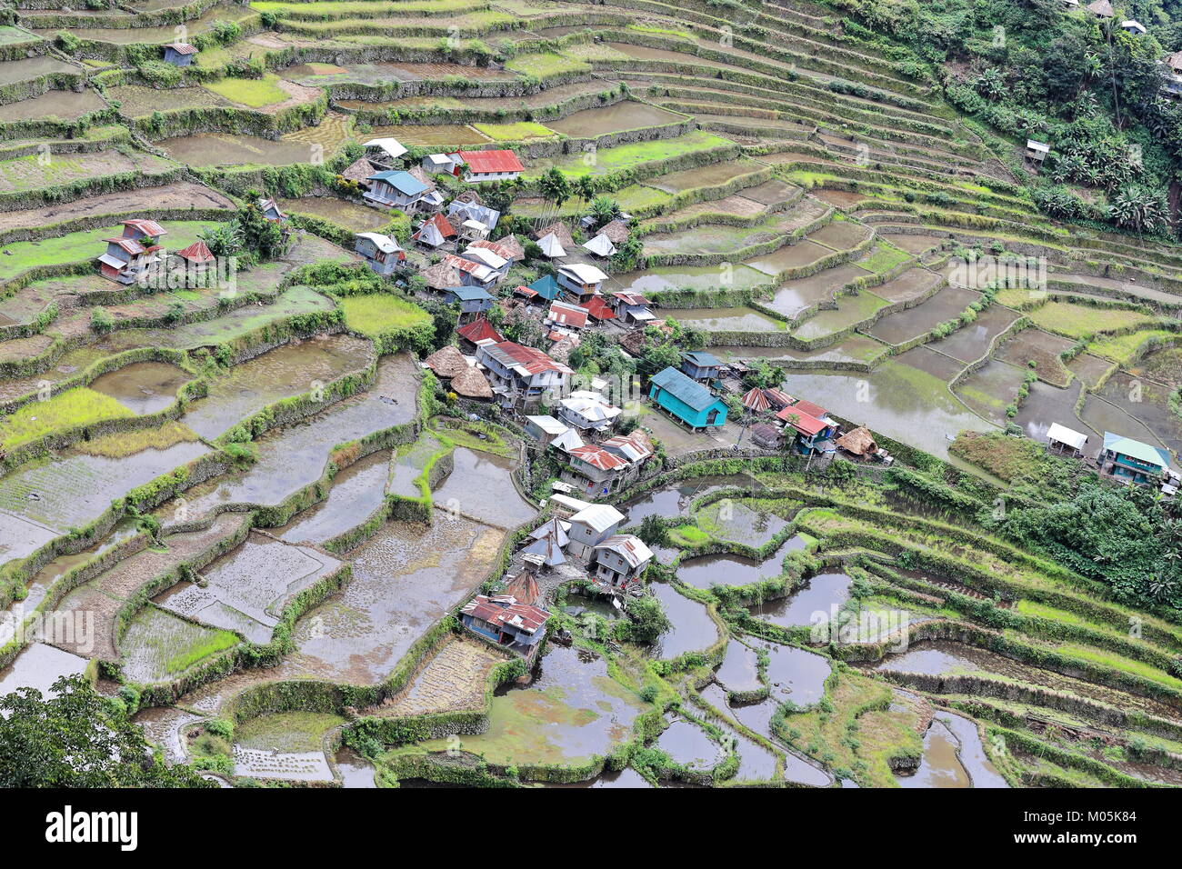 The Batad village cluster-part of the Rice Terraces of the Philippine ...