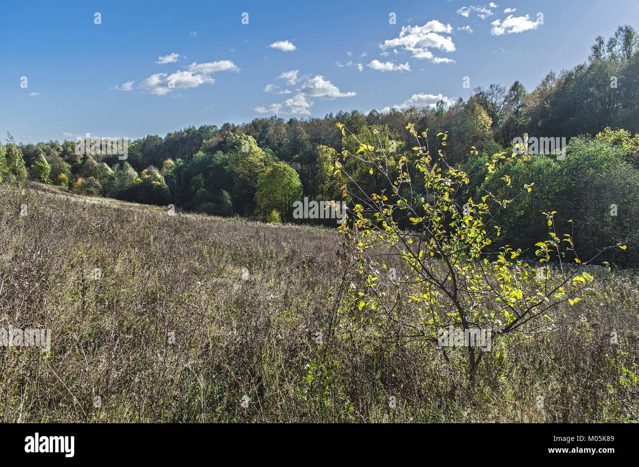 High grass at the edge of deciduous forest Stock Photo - Alamy
