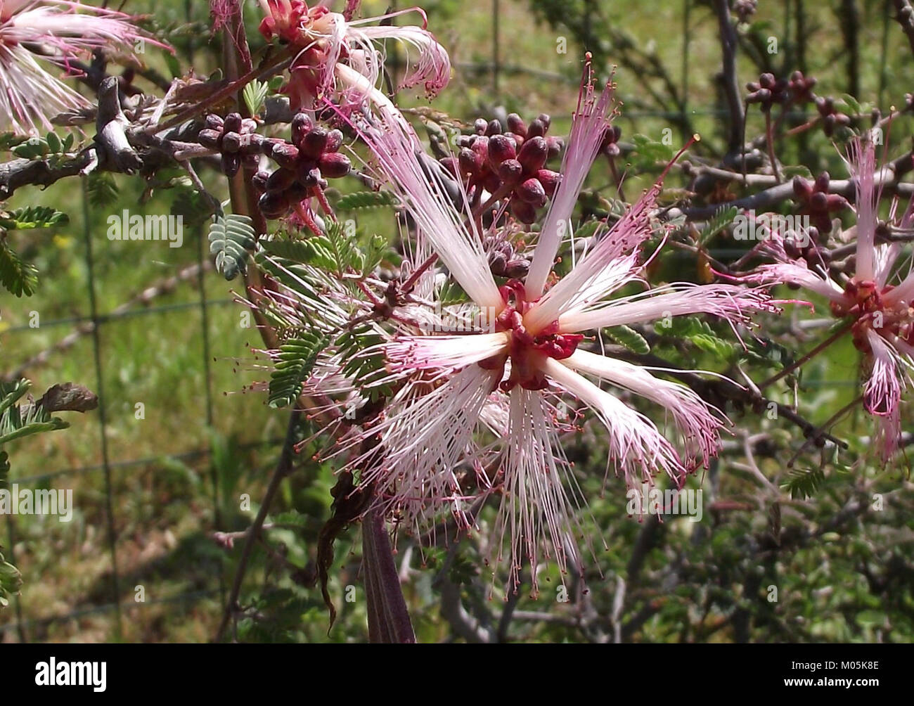 Calliandra eriophylla, commonly known as the Pink Powder Puff, is a ...