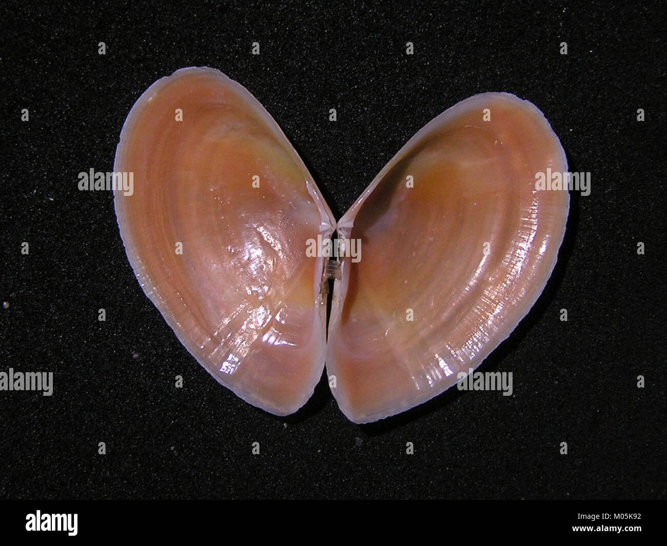 A species of plant, Bosemprella incarnata, known for its distinctive appearance and scientific ...