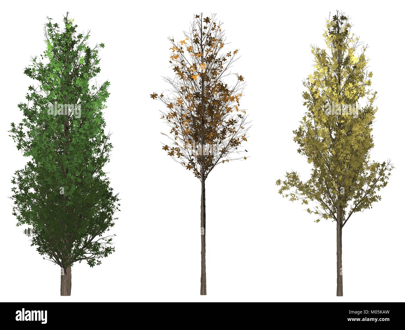 Populus vector vectors hi-res stock photography and images - Alamy