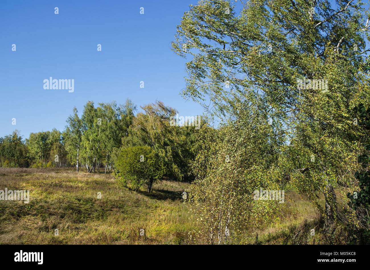 High grass at the edge of deciduous forest Stock Photo - Alamy