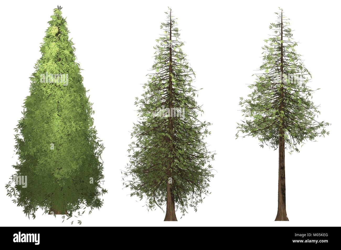 Set orange tree branches Stock Vector Images - Alamy