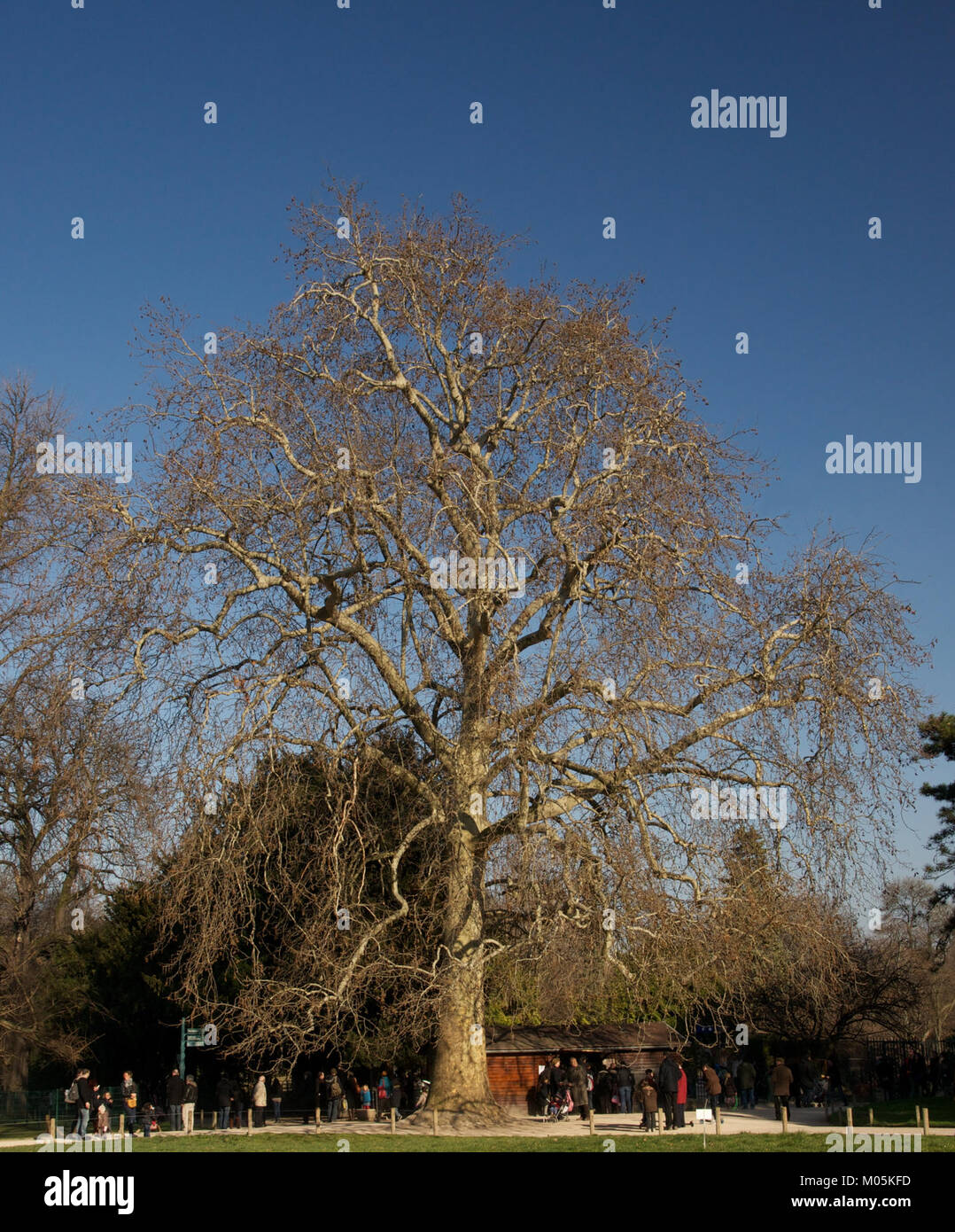 The Buffon's plane tree (Platanus orientalis) is an iconic tree species ...