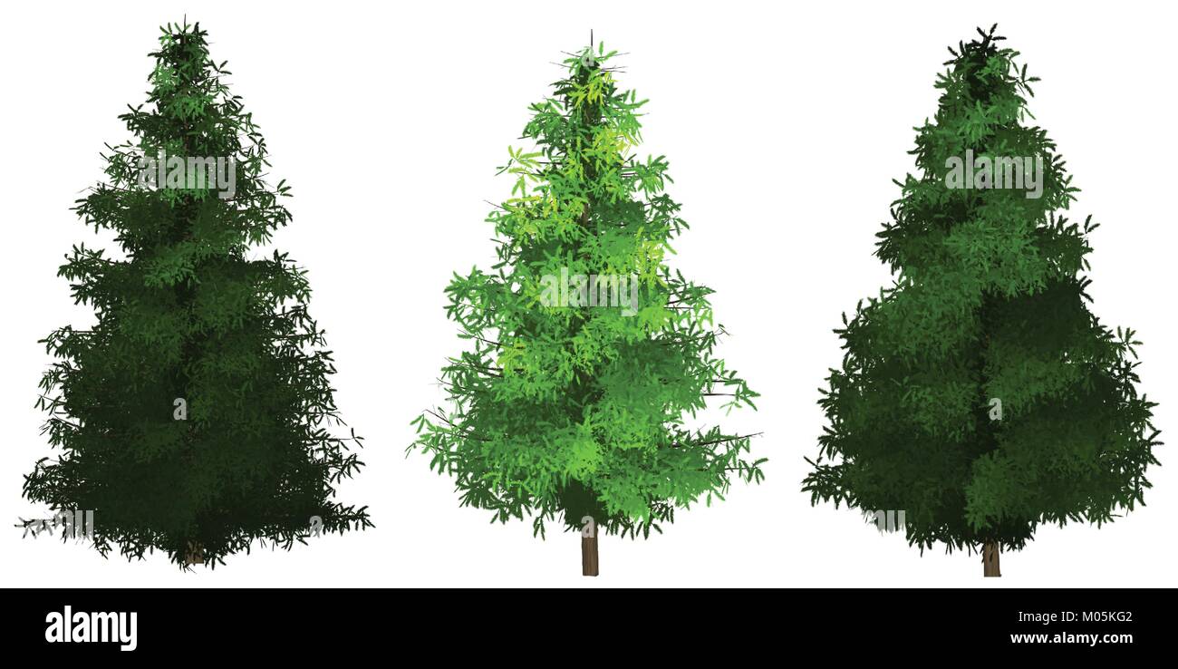 Spruce forest vector vectors hi-res stock photography and images - Alamy