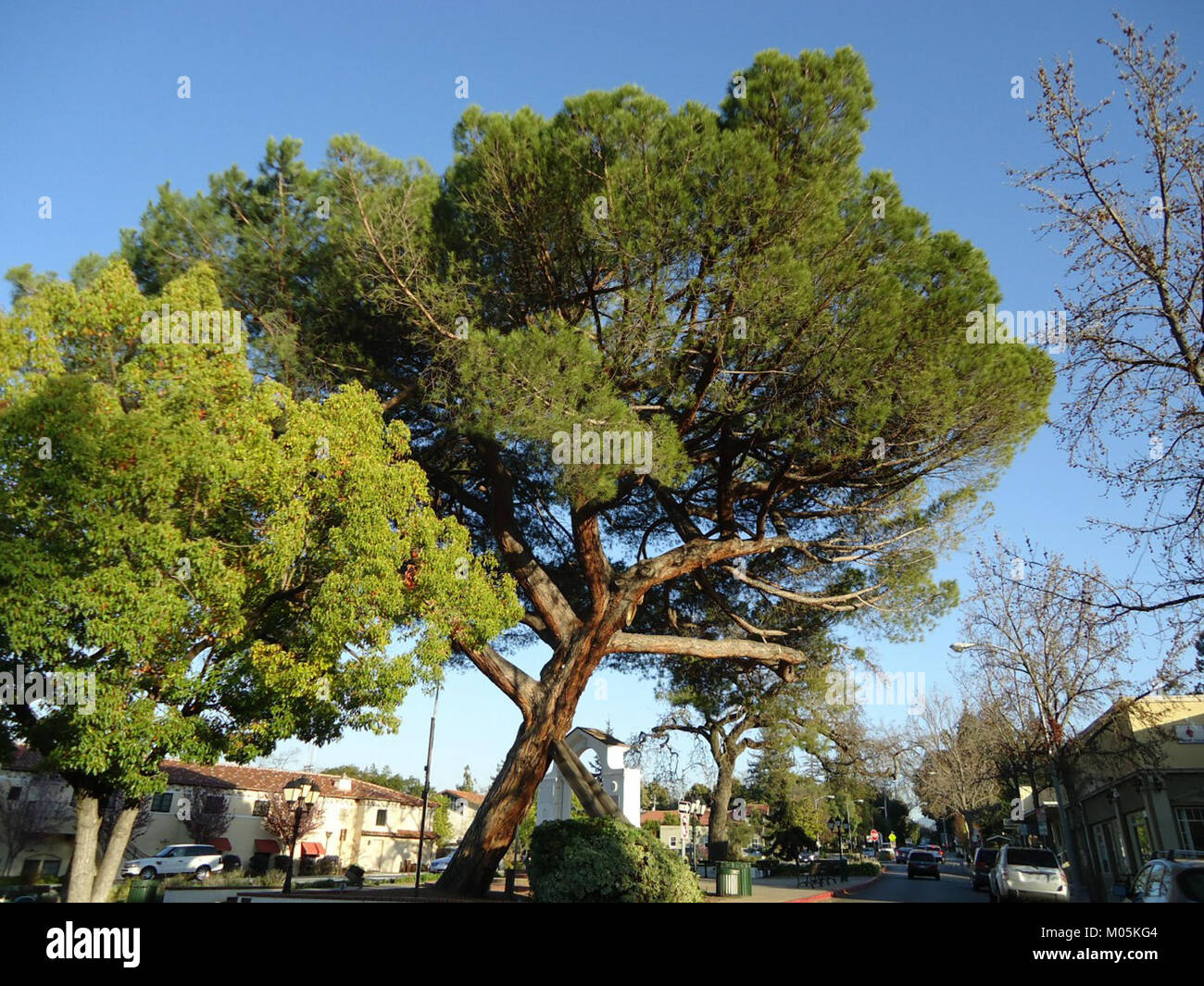 The California Tree Scene represents the natural beauty of Californiaâ ...