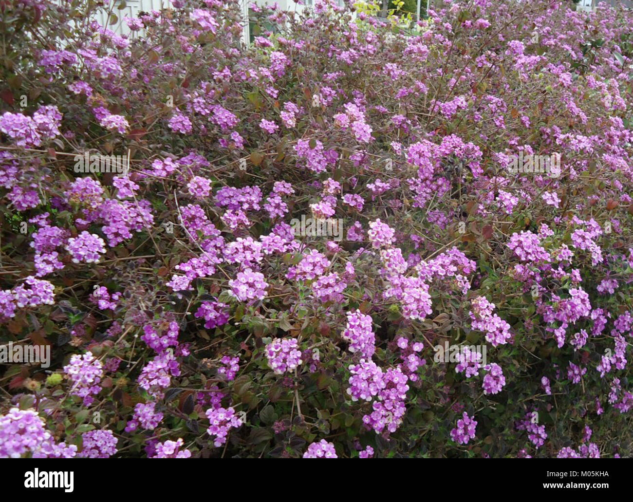 Bush with purple flowers Santa Clara California Stock Photo - Alamy