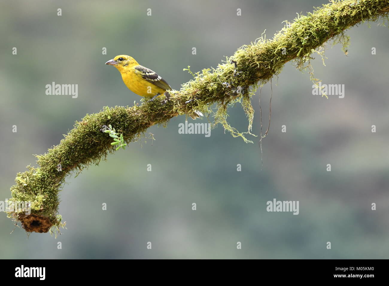 Female Western Tanager (Piranga ludoviciana) in Costa Rica Stock Photo ...