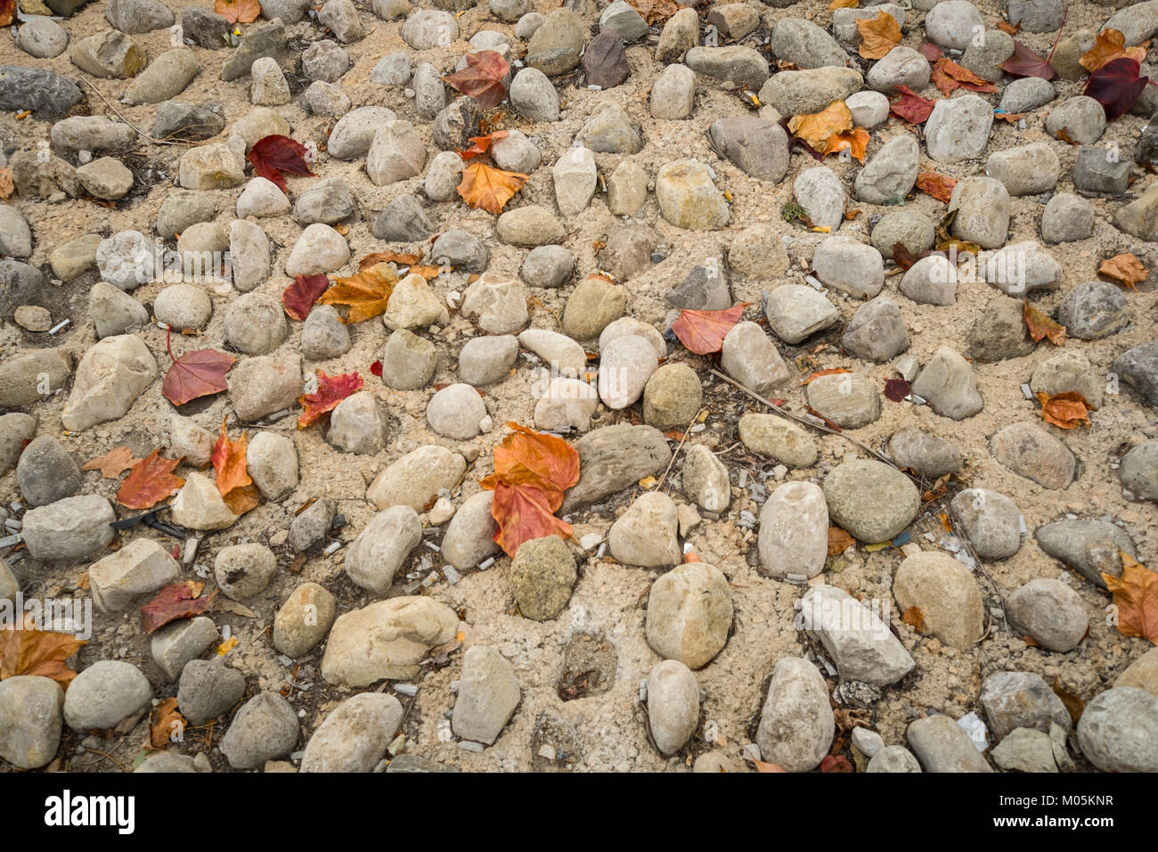 Rustic pebbled pavement during autumn season with fallen leaves Stock ...