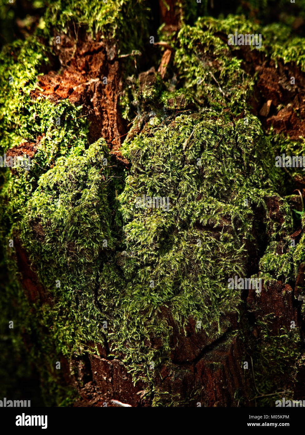 Spring TX USA - March 28, 2017 - Moss on a Dead Tree in a woods around ...