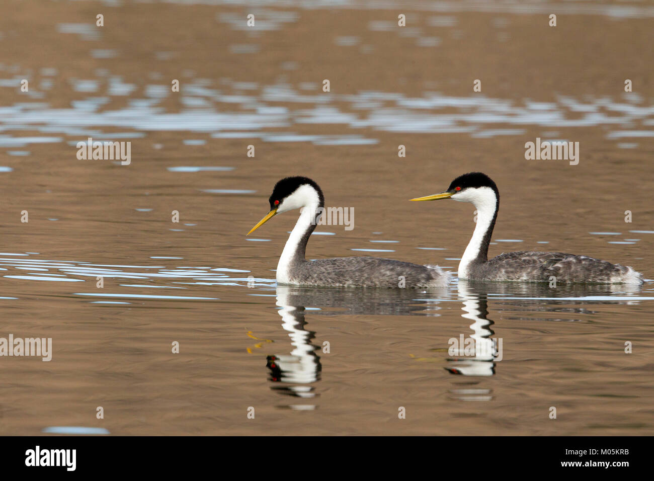 Western Grebes Pair Stock Photo - Alamy