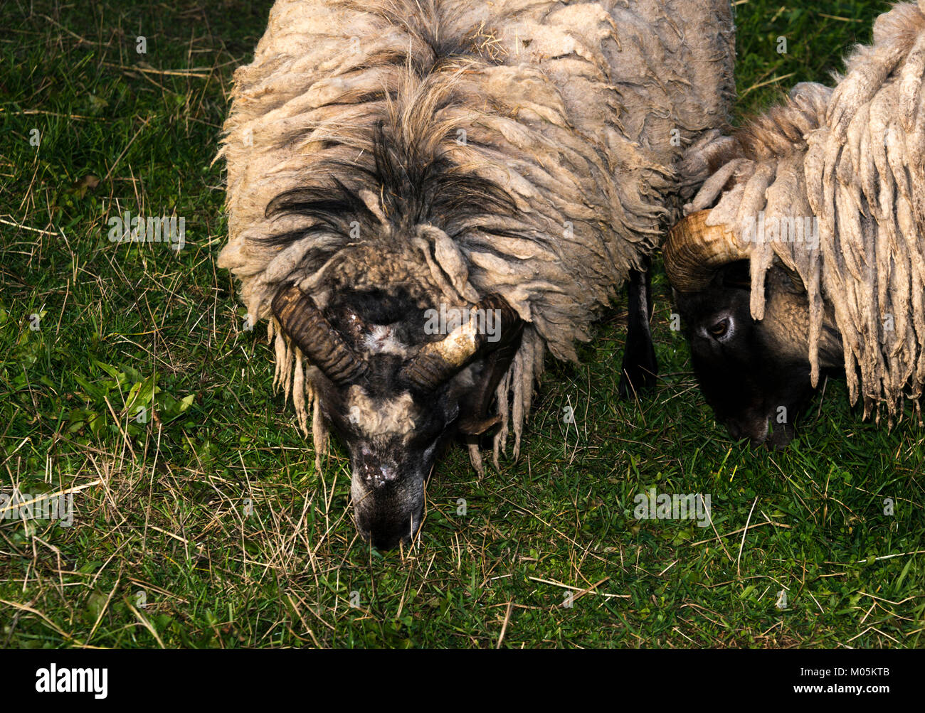 Ovis aries males hi-res stock photography and images - Alamy